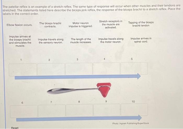 Solved The patellar reflex is an example of a stretch | Chegg.com