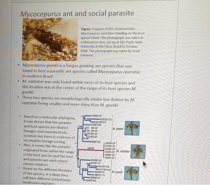 Mycocepurus ant and social parasite Figure. A queen | Chegg.com