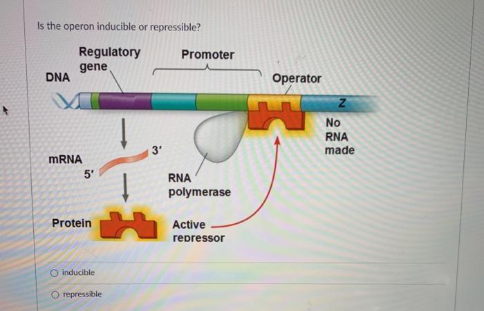 Solved Is the operon inducible or repressible? Regulatory | Chegg.com