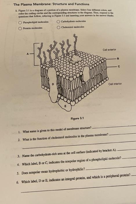 Solved The Plasma Membrane: Structure and Functions 1. | Chegg.com