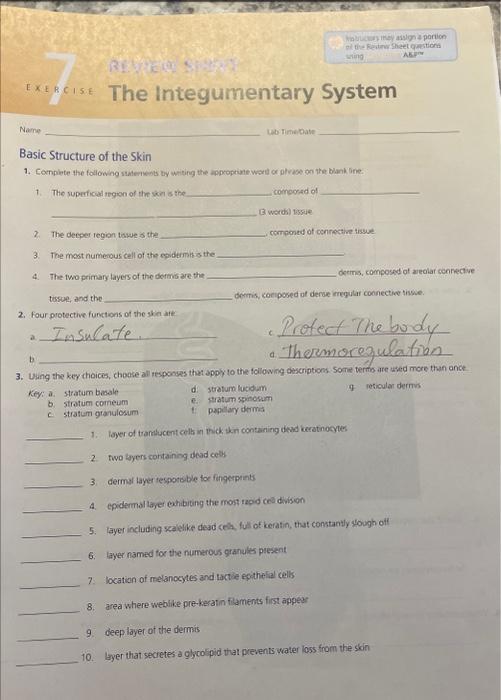 Solved ExE RCise The Integumentary System Name Ubininebate | Chegg.com