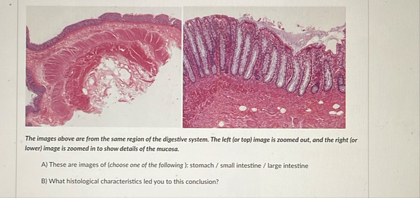 Solved The images above are from the iame negion of the | Chegg.com