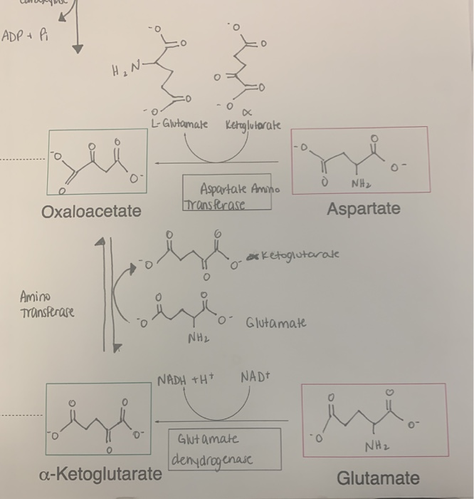 Solved looking at aspartate and glutamate - which carboxyl | Chegg.com