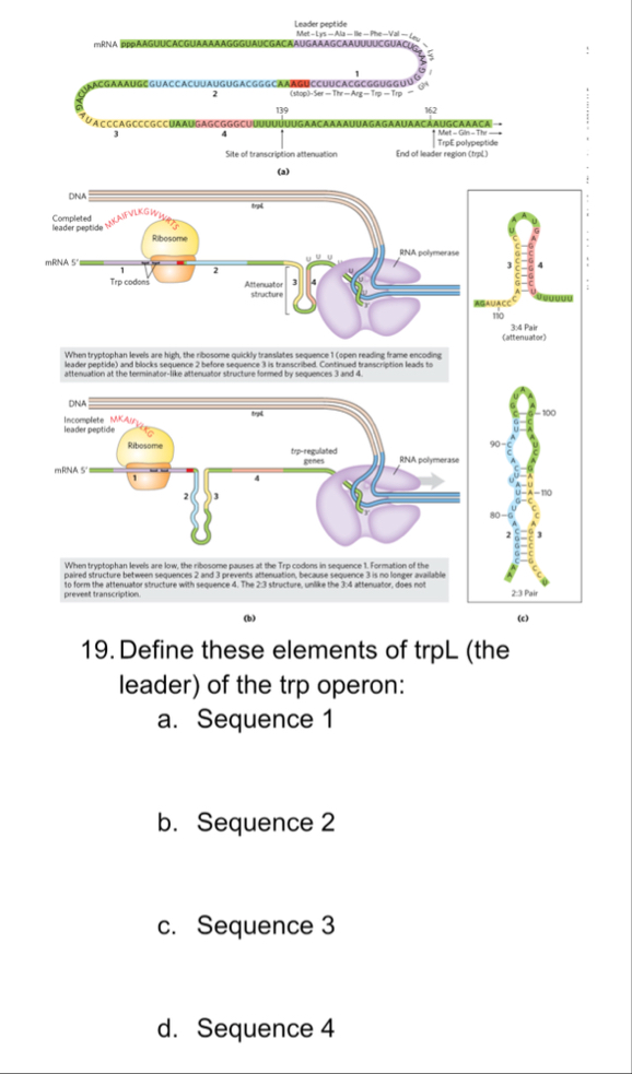 Solved (a)When tryptophan levels are low, the ribosome | Chegg.com