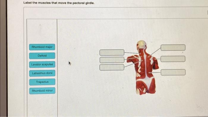 Solved Label the muscles that move the pectoral | Chegg.com