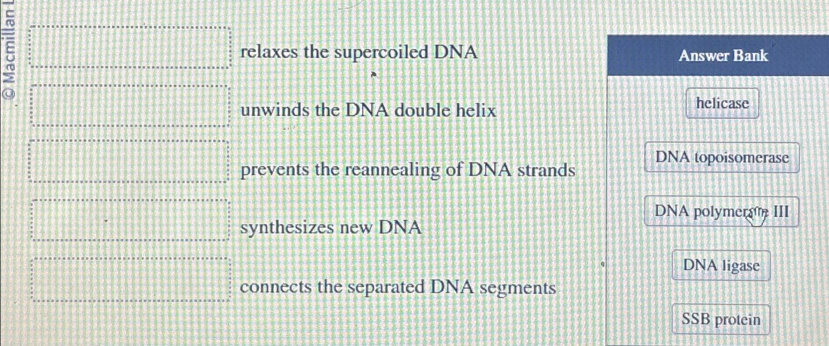 Solved relaxes the supercoiled DNAAnswer Bankunwinds the DNA | Chegg.com