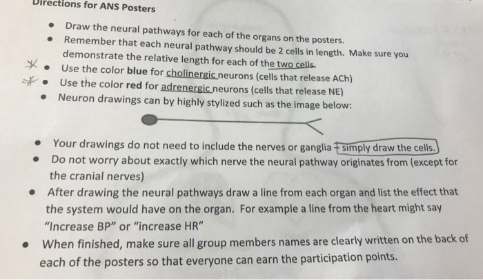 Solved Directions for ANS Posters Draw the neural pathways | Chegg.com