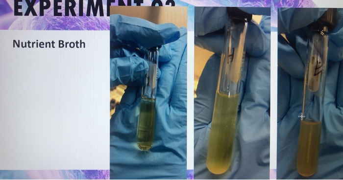 Observations and Results 1. Nutrient Agar Slants | Chegg.com
