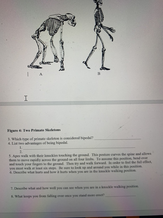 Solved B I Figure 4: Two Primate Skeletons 3. Which type of | Chegg.com