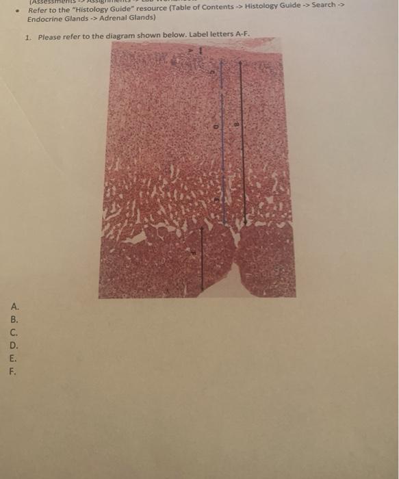 Solved Refer to the "Histology Guide" resource (Table of | Chegg.com