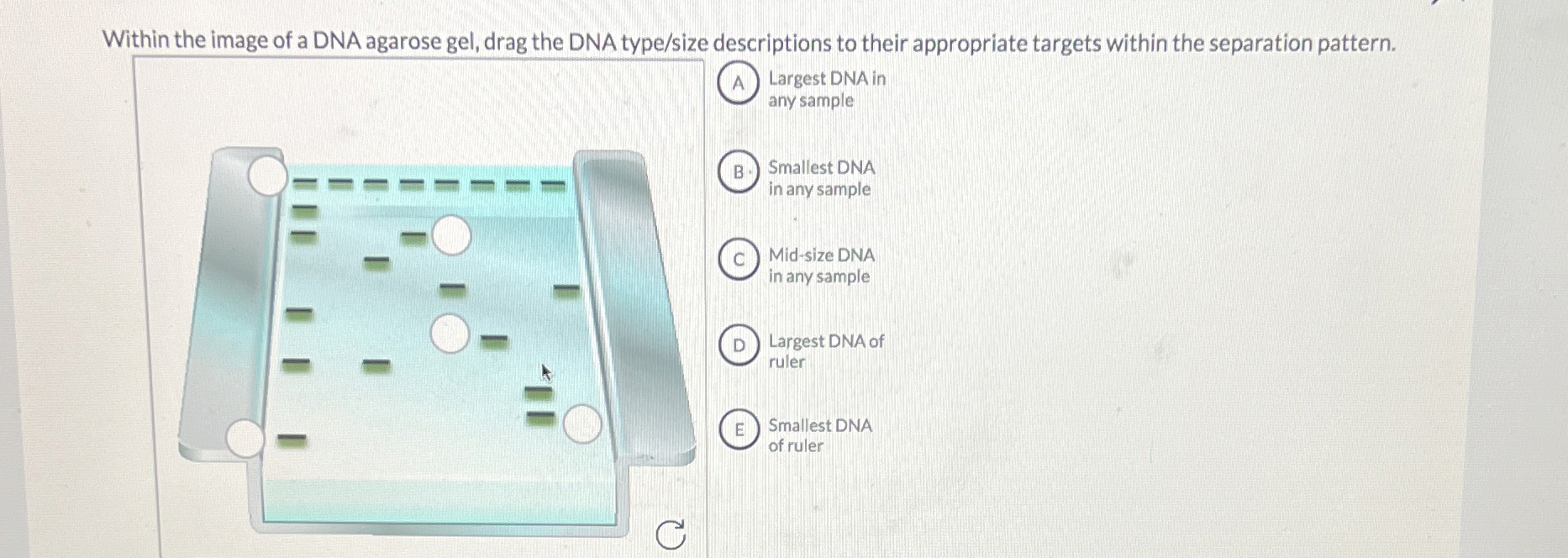 Solved Within the image of a DNA agarose gel, drag the DNA | Chegg.com