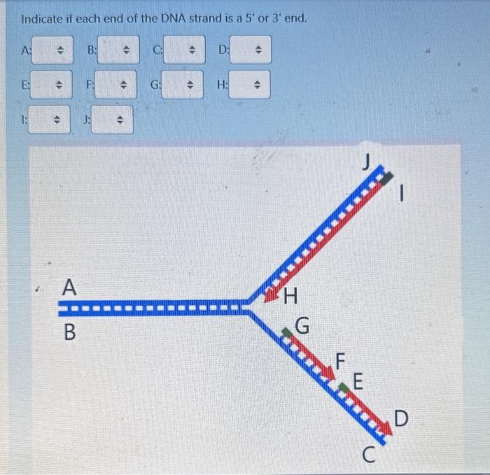 Solved Indicate if each end of the DNA strand is a 5′ or 3′ | Chegg.com