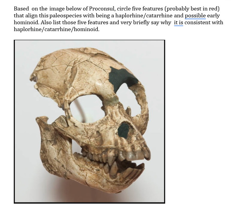 Solved Based on the image below of Proconsul, circle five | Chegg.com