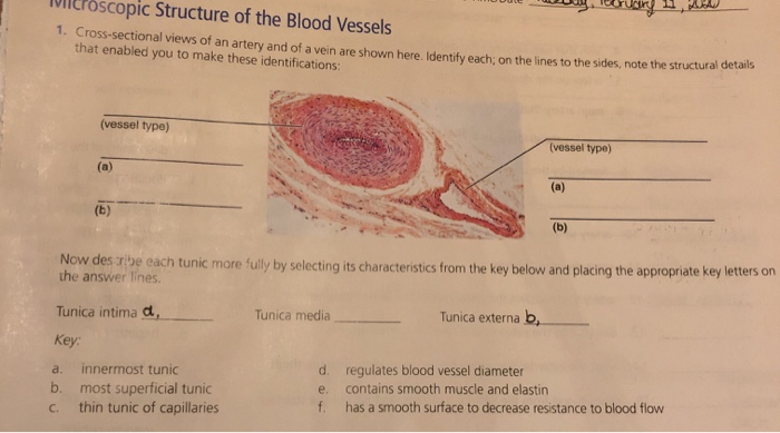 Solved w y. coruary vilcroscopic Structure of the Blood | Chegg.com