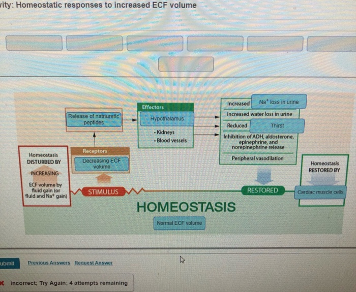 Solved ity: Homeostatic responses to increased ECF volume Na | Chegg.com