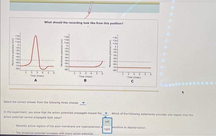 Solved 3. Action potential propagation and myelin sheaths | Chegg.com