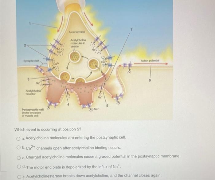 Solved Axon terminal Acetylcholine molecules in vesicle | Chegg.com