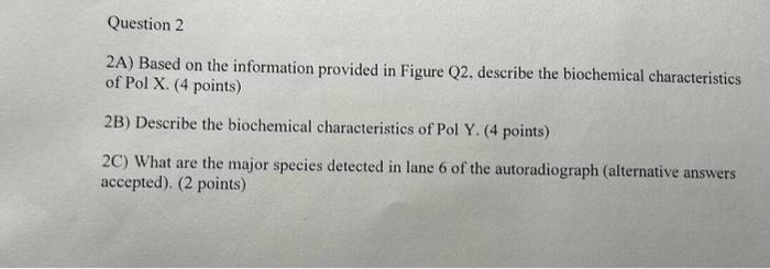 Solved Figure Q2 ∗=32 P radioactive isotope in 5′ phosphate | Chegg.com