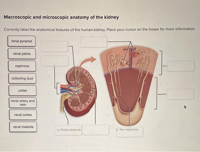 Solved Macroscopic And Microscopic Anatomy Of The Kidney Chegg