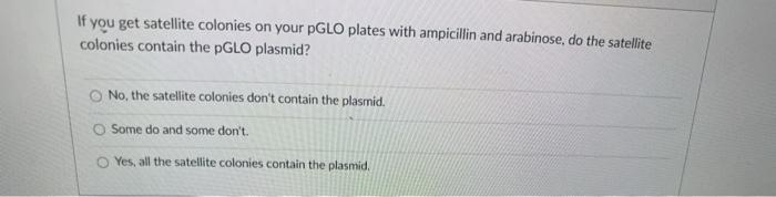 Solved If f you get satellite colonies on your PGLO plates | Chegg.com