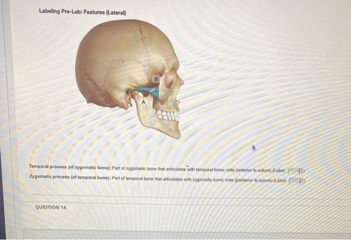 Solved QUESTION 7 Labeling Pre-Lab: Features of Cranial | Chegg.com