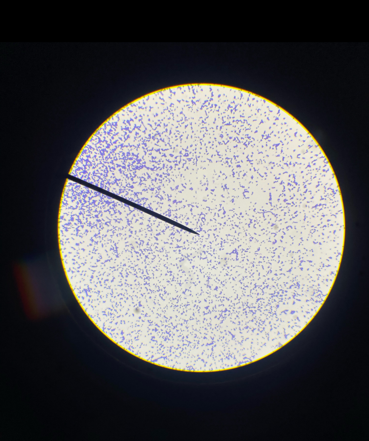 Solved Are these rods(bacili) ﻿or circles (cocci?) | Chegg.com