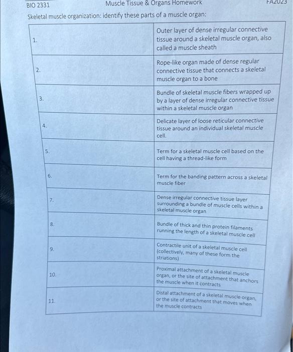Solved BIO 2331 Muscle Tissue \& Organs Homework Skeletal | Chegg.com