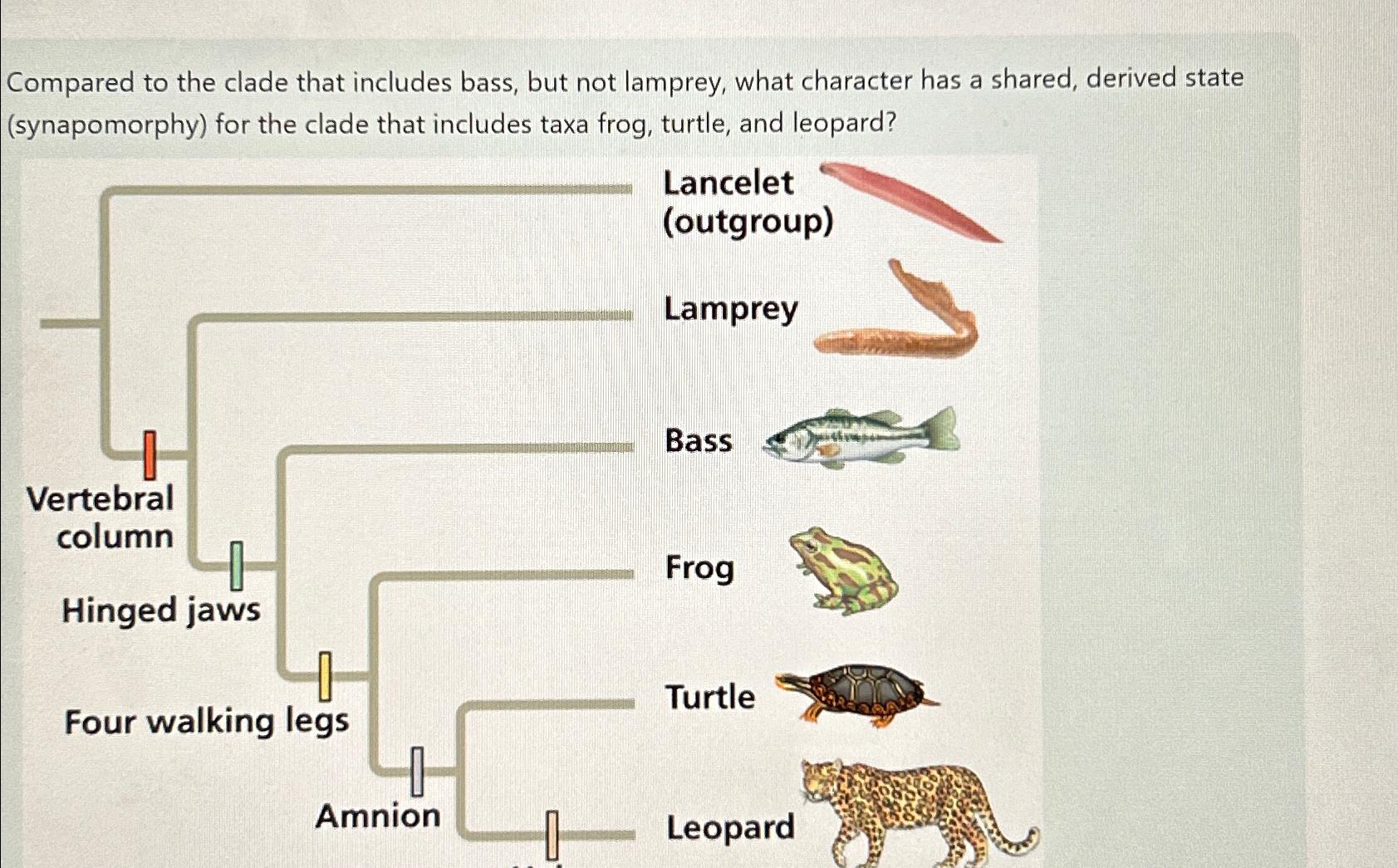 Solved Compared to the clade that includes bass, but not | Chegg.com