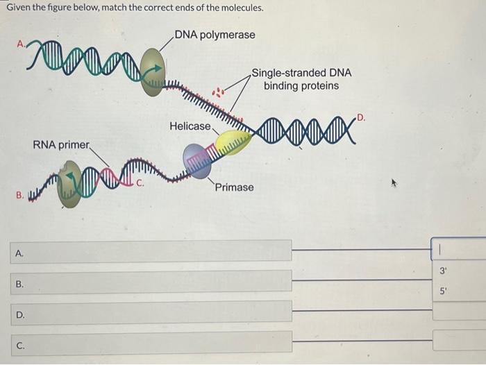 Solved How does telomerase work? It extends the 3 ' end so | Chegg.com
