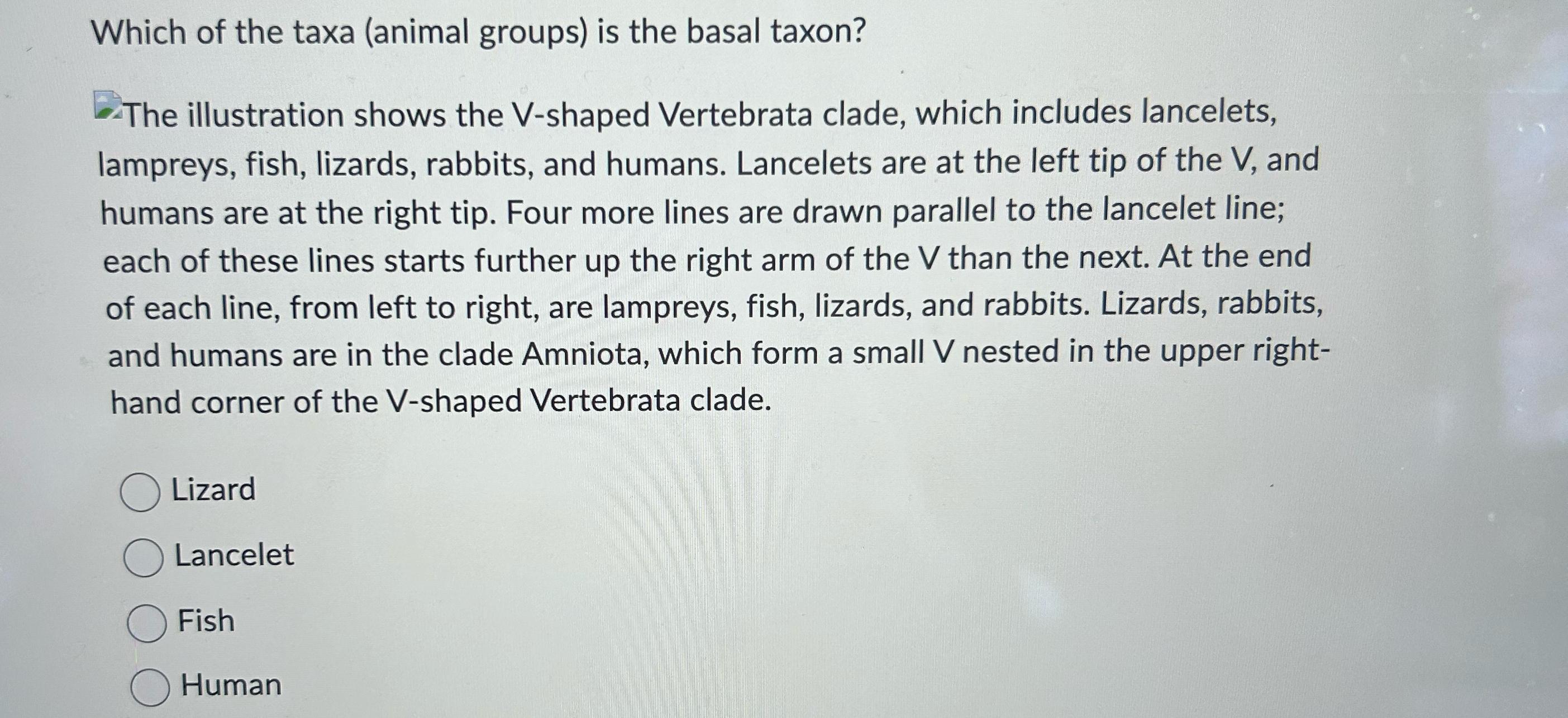 Solved Which of the taxa (animal groups) ﻿is the basal | Chegg.com