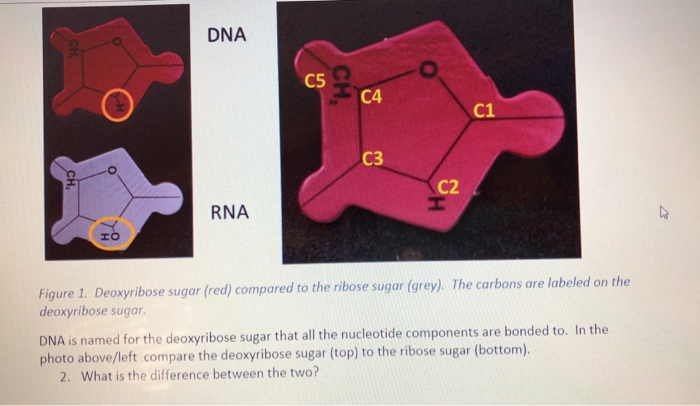 Solved DNA C5 CH, C4 C1 C3 C2 RNA IO Figure 1. Deoxyribose | Chegg.com