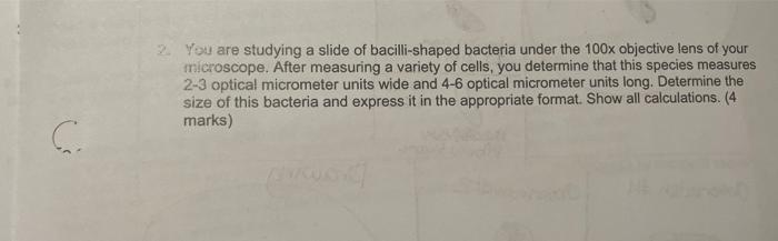Solved You are studying a slide of bacilli-shaped bacteria | Chegg.com