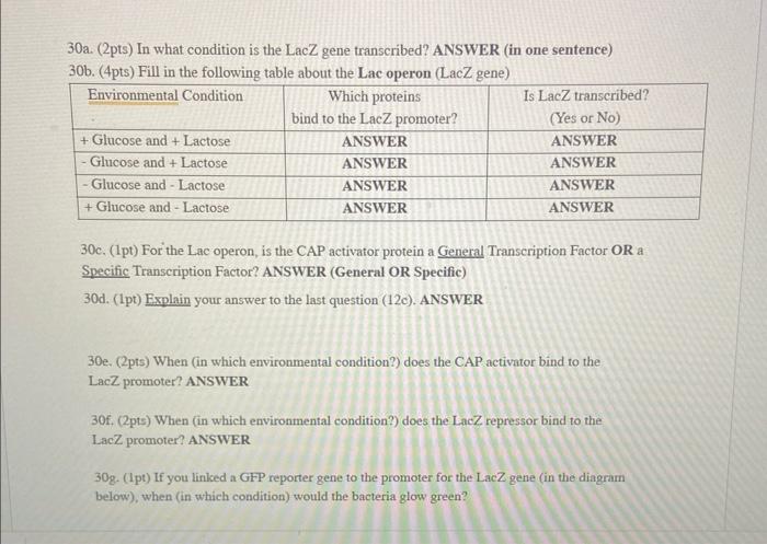 Solved 30a. (2pts) In what condition is the LacZ gene | Chegg.com