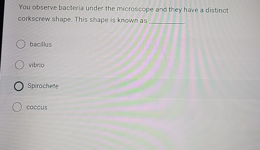 Solved You observe bacteria under the microscope and they | Chegg.com
