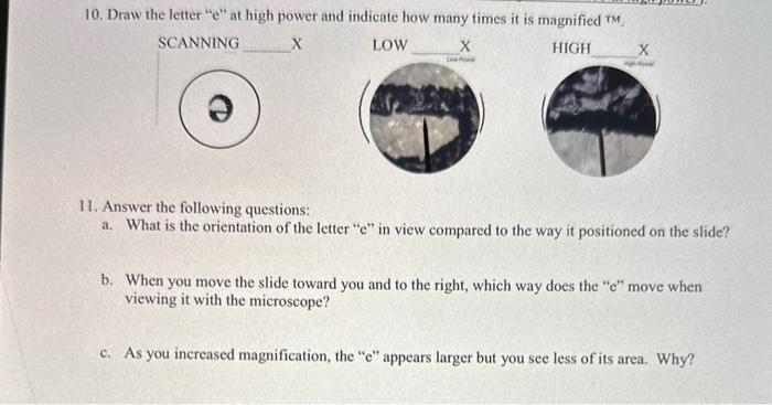 Solved 10. Draw the letter " e " at high power and indicate | Chegg.com