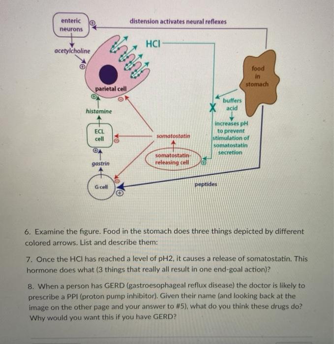 Solved enteric neurons distension activates neural reflexes | Chegg.com