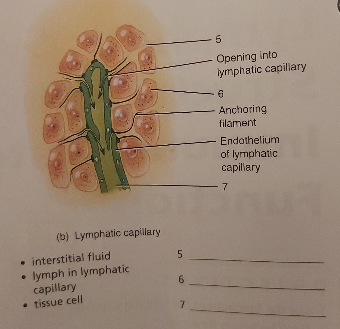 Solved (b) Lymphatic capillary interstitial fluid lymph in | Chegg.com