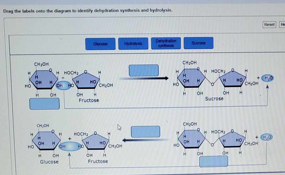 Solved Drag the labels onto the diagram to identify | Chegg.com