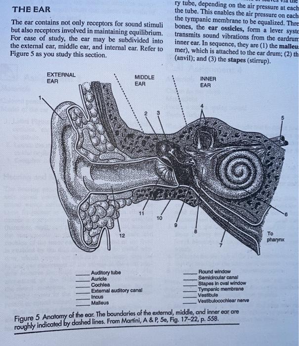 Solved THE EAR The ear contains not only receptors for sound | Chegg.com
