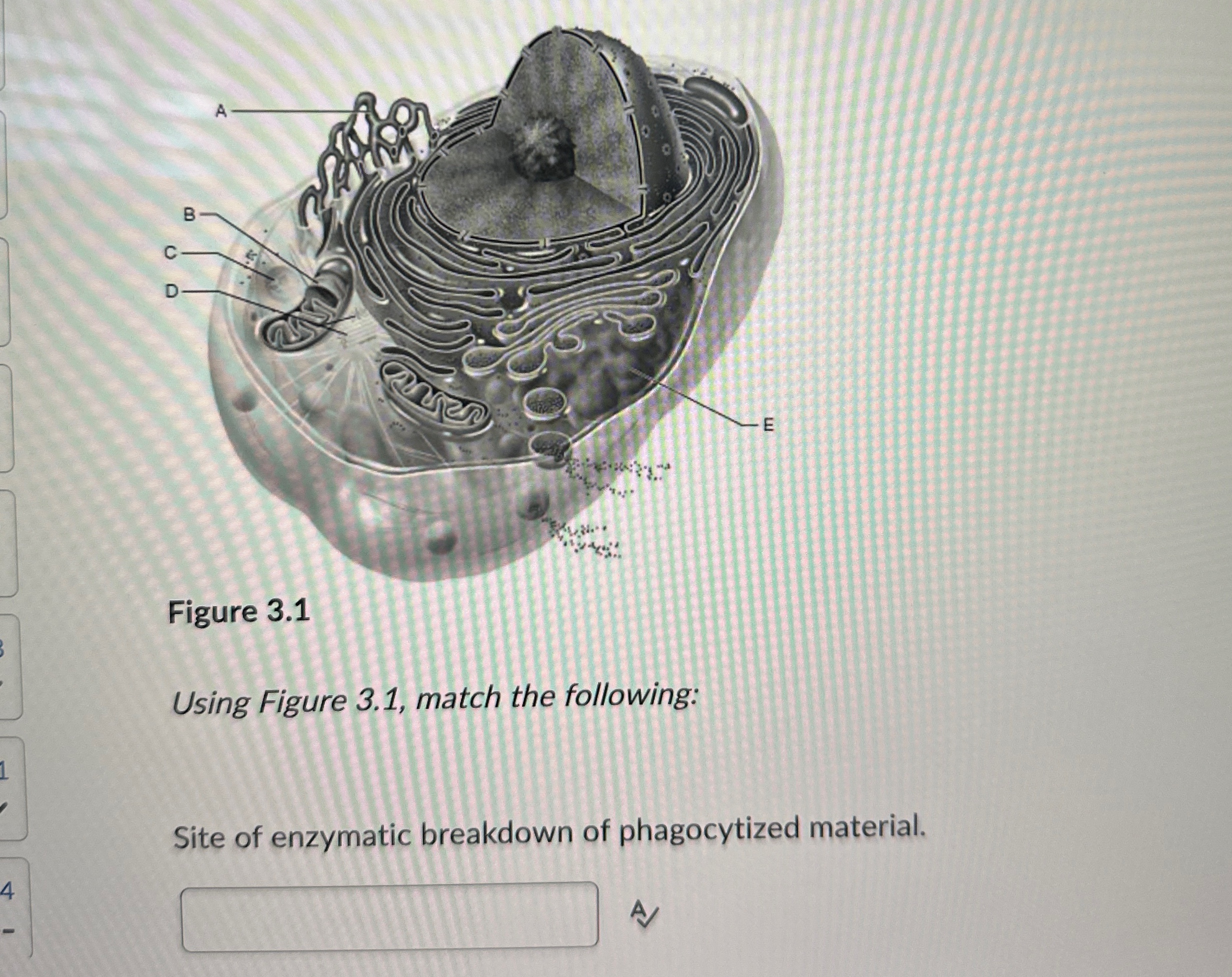 Solved Figure 3.1Using Figure 3.1, ﻿match the following:Site | Chegg.com