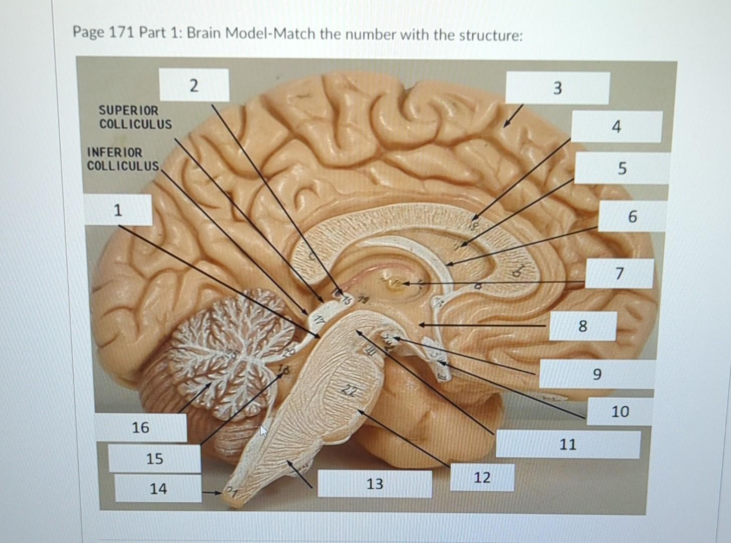Solved Page 171 Part 1: Brain Model-Match the number with | Chegg.com