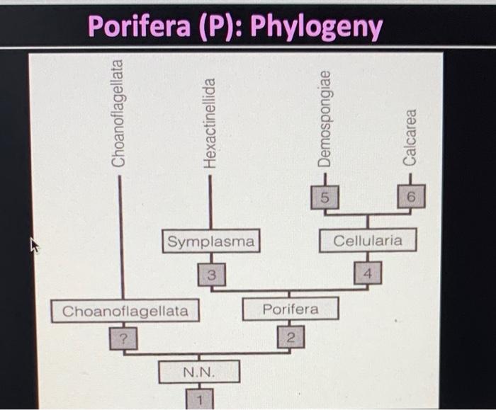 Solved Porifera (P): Phylogeny Choanoflagellata | Chegg.com