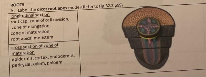 Solved ROOTS A. Label the dicot root apex model(Refer to Fig | Chegg.com