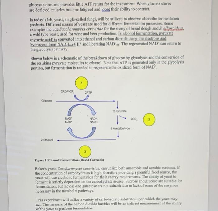 Solved Virtual Yeast Fermentation Lab: Part 1 Introduction | Chegg.com