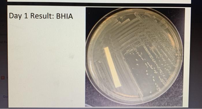 Gram stain result: Describe the Gram reaction, | Chegg.com