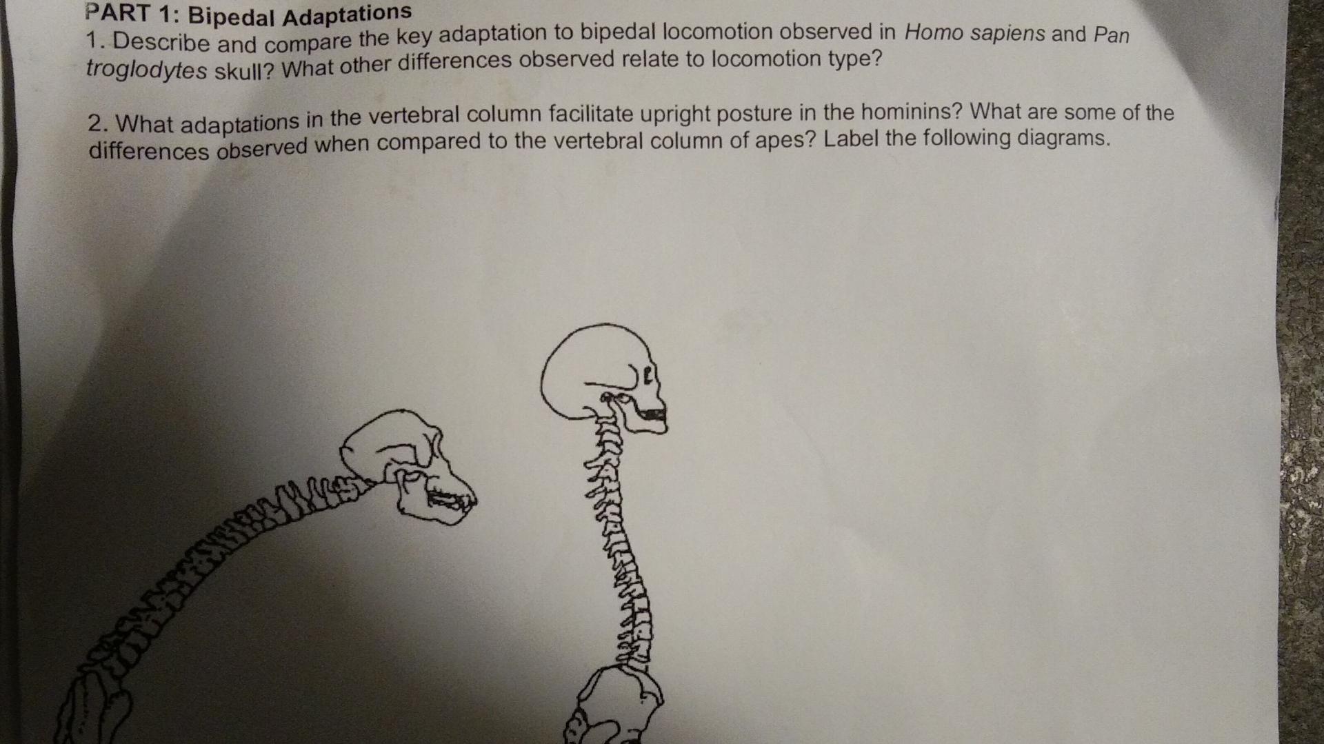 Solved PART 1: Bipedal Adaptations 1. Describe and compare | Chegg.com Solved PART 1: Bipedal Adaptations 1. Describe and compare | Chegg.com