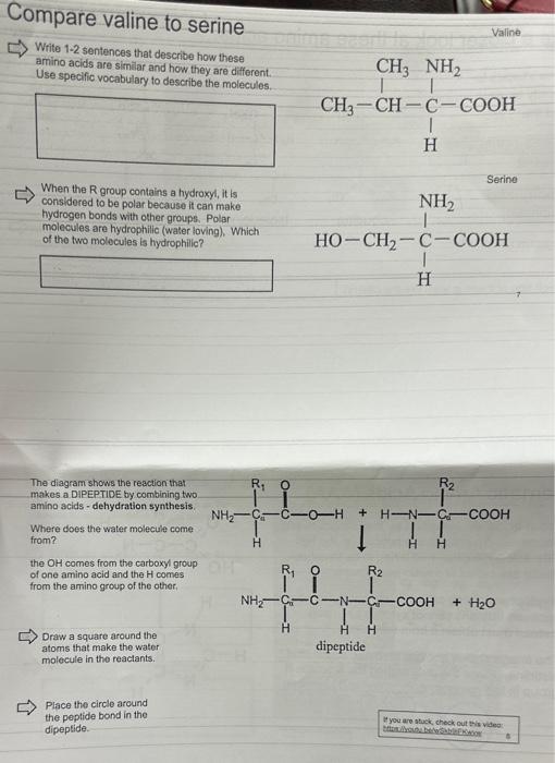 Solved Compare valine to serine Write 1-2 sentences that | Chegg.com