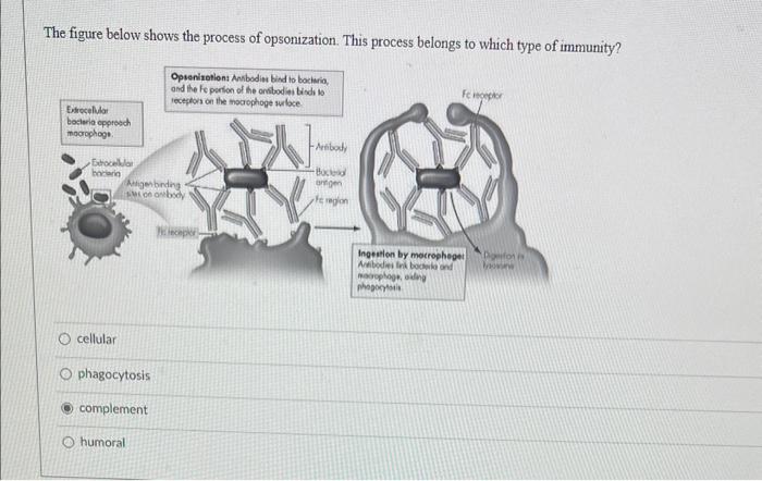 Solved The Figure Below Shows The Process Of Opsonization