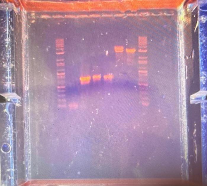 Solved please help label the chart with the gel | Chegg.com