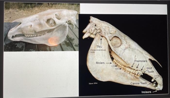 Solved TMJ (Temporomandu Premolars Molars Wolf Tooth | Chegg.com